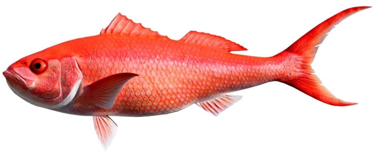 Florida Deep Drop Fishing