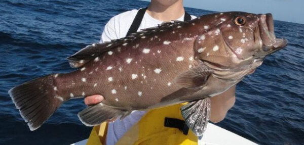 Florida Deep Drop Fishing