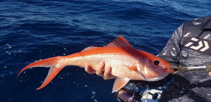 The Queen Snapper Fish - Florida Deep Drop Fishing