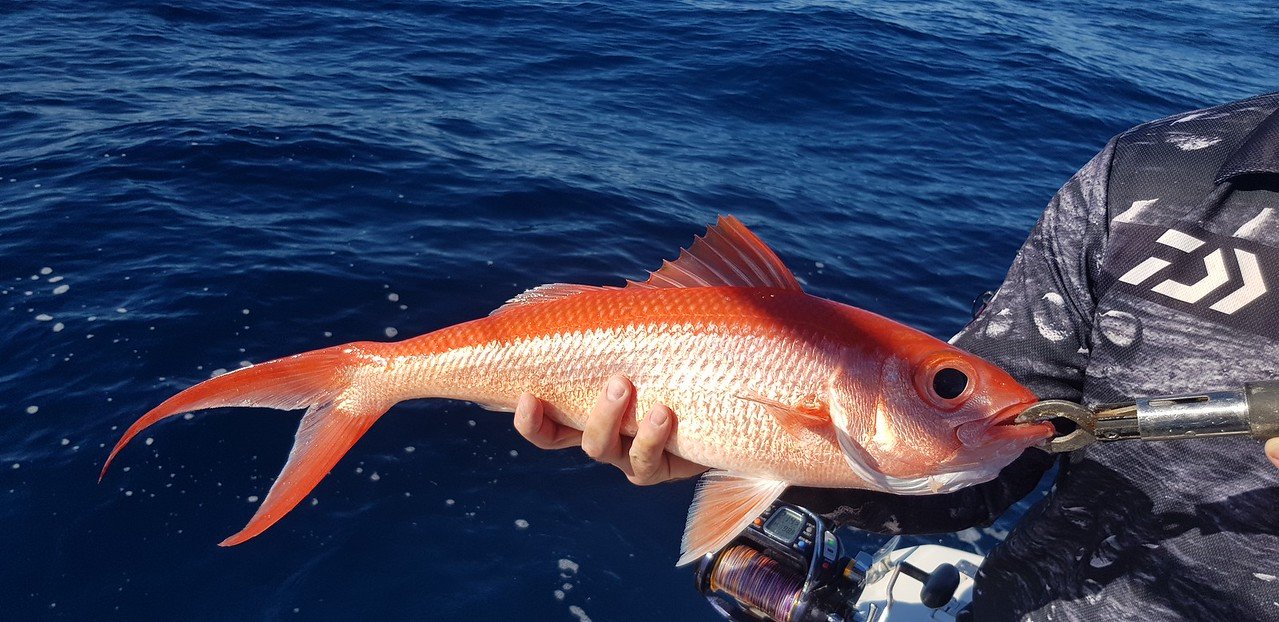 The Queen Snapper Fish - Florida Deep Drop Fishing