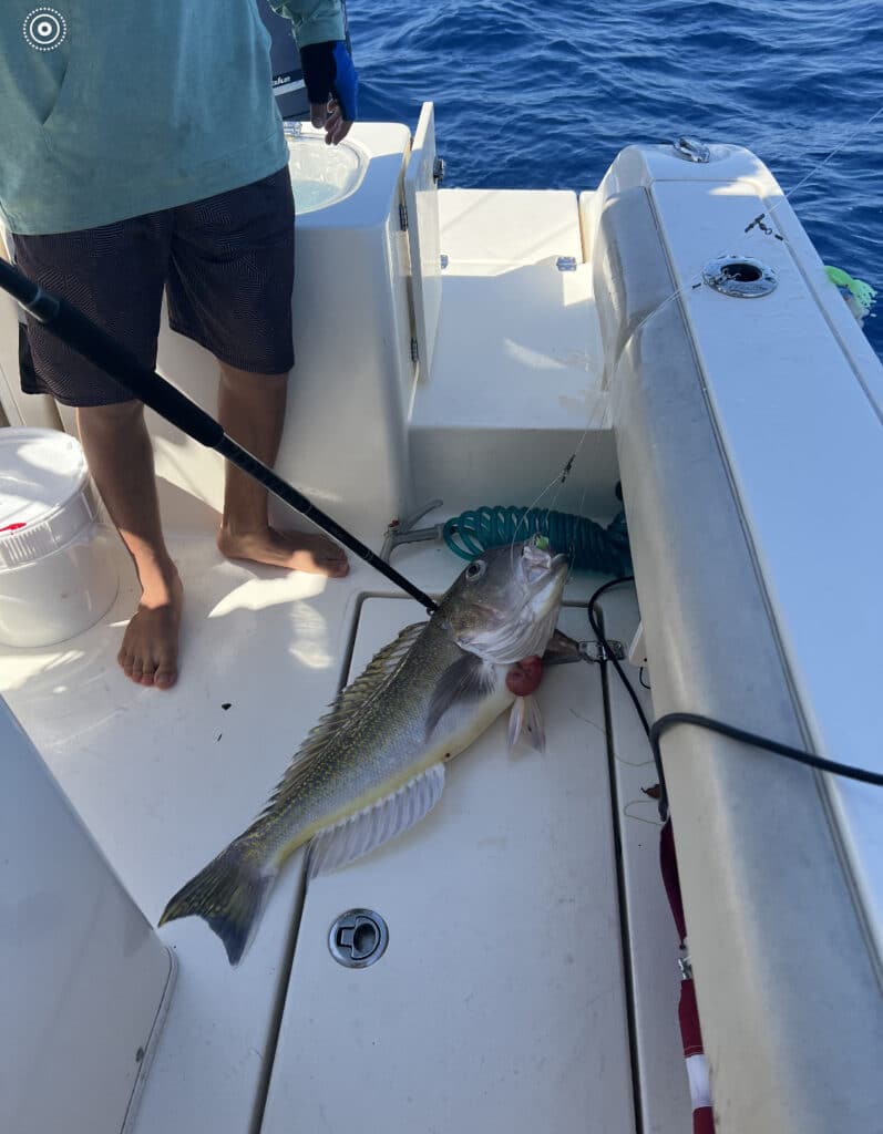 5 Glow Squid Hooks Rig - Florida Deep Drop Fishing